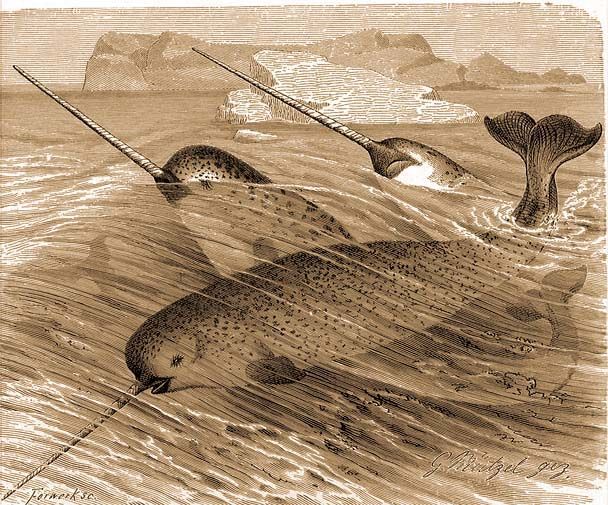 Nie sme tu sami - Fotoalbum - Narval jednorohý - Narval jednorohý